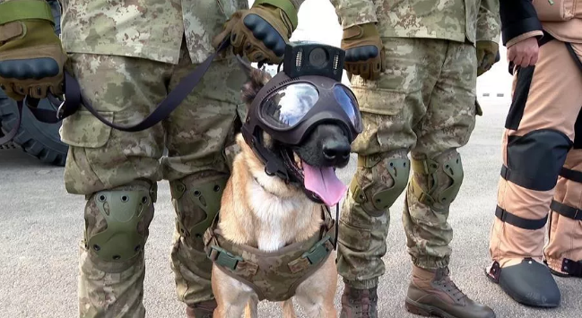 Bomb search dogs trained by Turkish Army on duty at World Cup - TurkicWorld